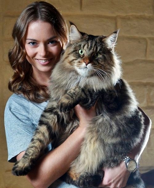 Kucing Terbesar di Dunia | Serba - Serbi