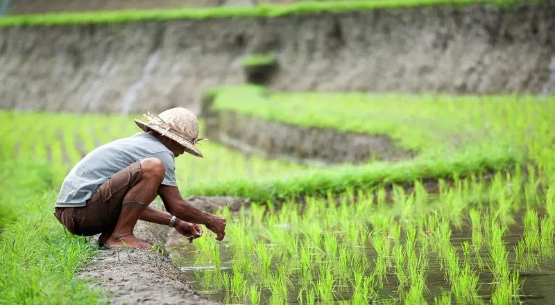 Lakukan Smart Farming, Milenial Harus Berkontribusi di Bisnis Pertanian
