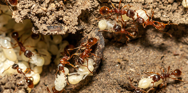 Ini 10 Fakta Menarik Tentang Semut: Hewan Dengan Sarang Terbesar Di ...