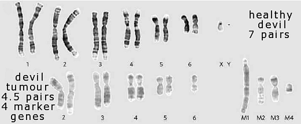West Tamar Talk: Was Devil Facial Tumour Disease Caused By Cloned ...