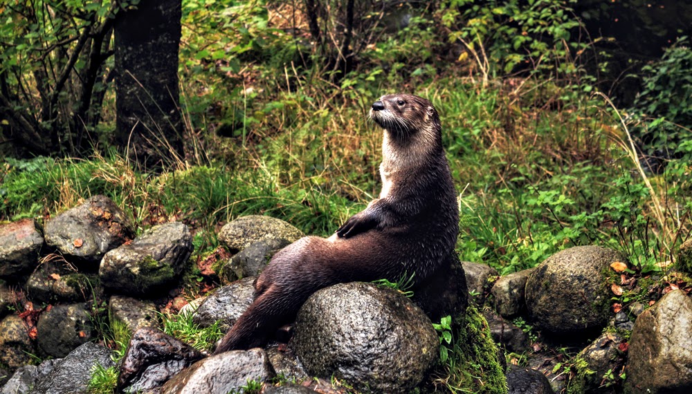 The Playful, Chaotic Otter - Peter Noah Thomas
