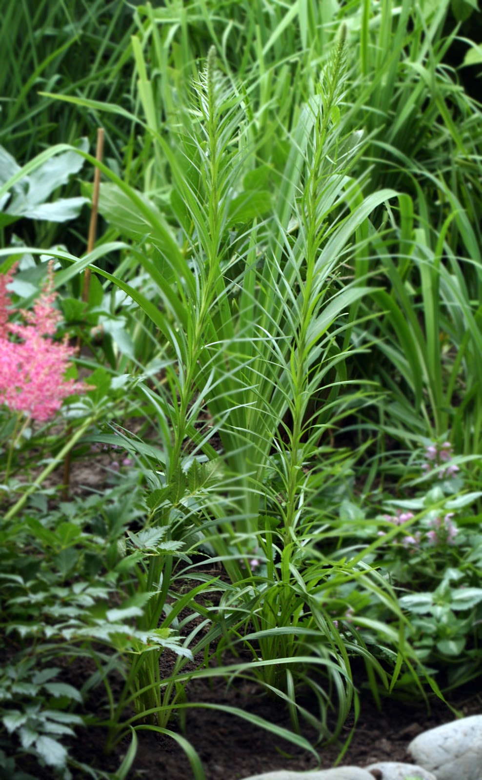 Lomalla puutarhassa: Kukat - jaloruusu, unikko, punatähkä, talvio ...