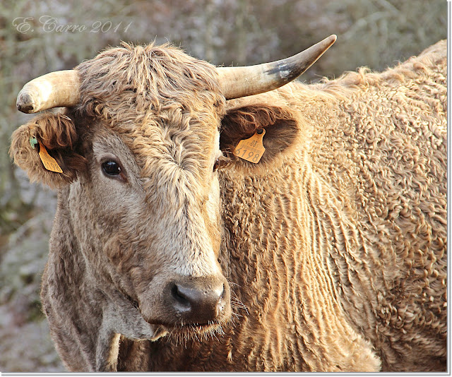 El rincón de mis sueños: Buey