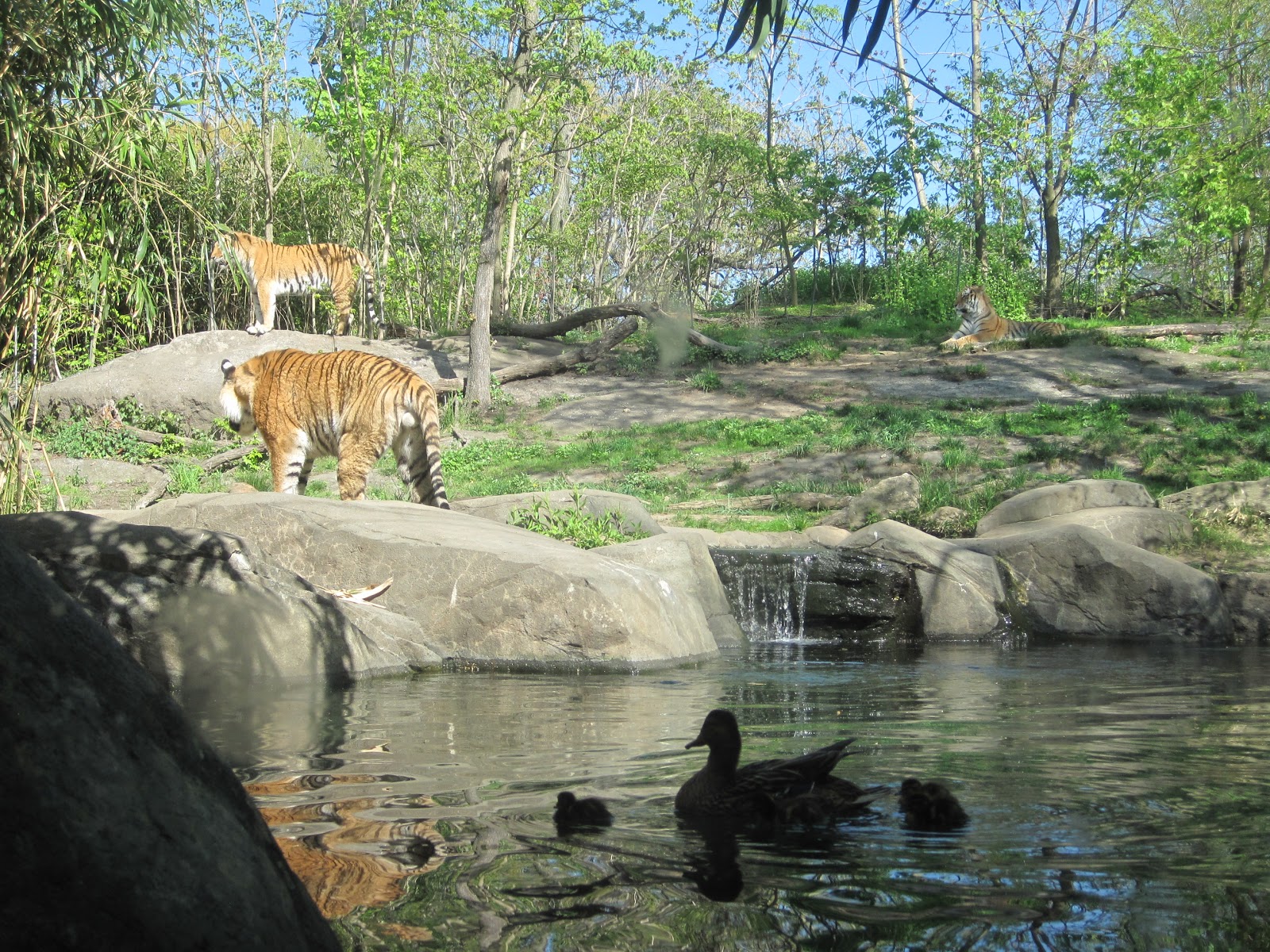 Madara's New York: Bronx Zoo: Tiger meets Duck