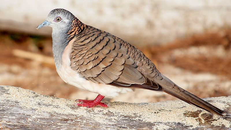 Australian Turtledove | The True Adventures