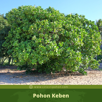 Ciri Ciri Pohon Keben / Butun (Barringtonia asiatica) Di Alam Liar ...