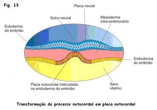 A Vida De Zuleide: outubro 2016