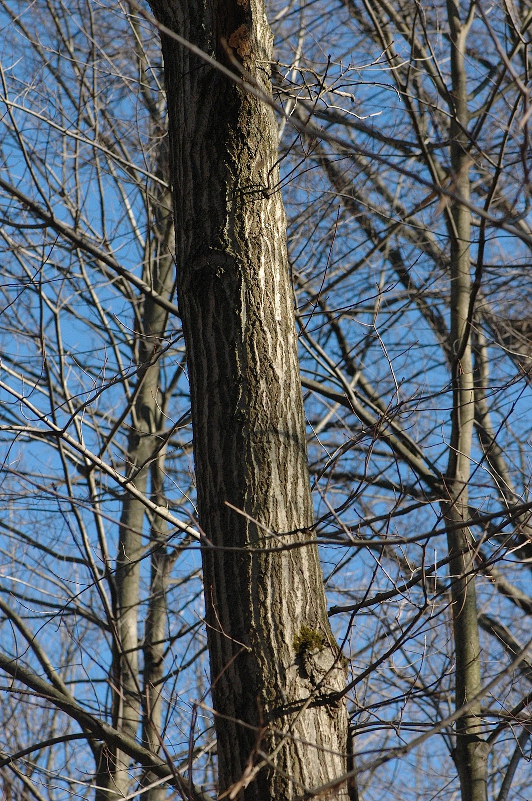 Field Biology in Southeastern Ohio: Oaks of Ohio