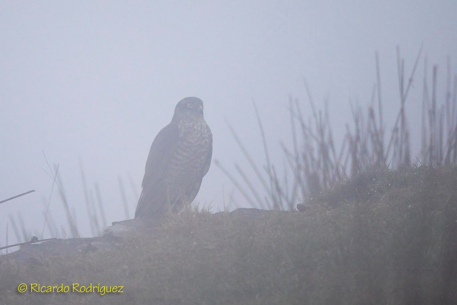 Aves Ricardo Rodriguez: Esmerejón (Falco columbarius)
