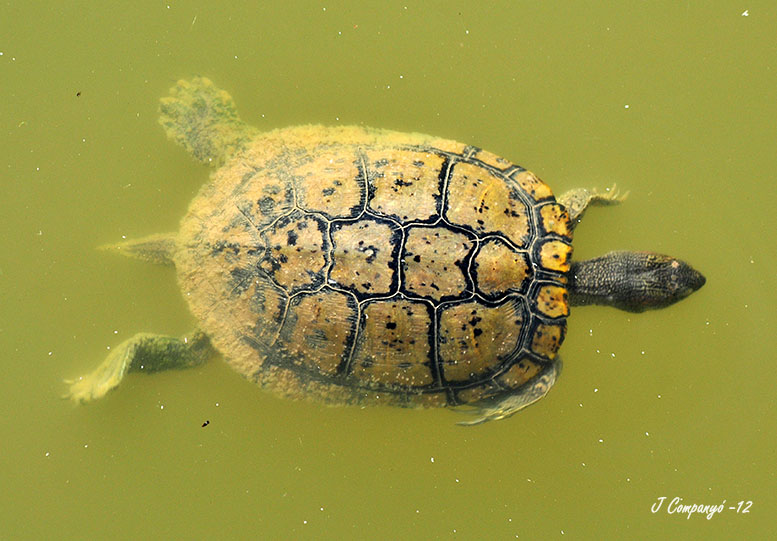 Pep Companyó - Fotos de Natura: Tortuga de florida