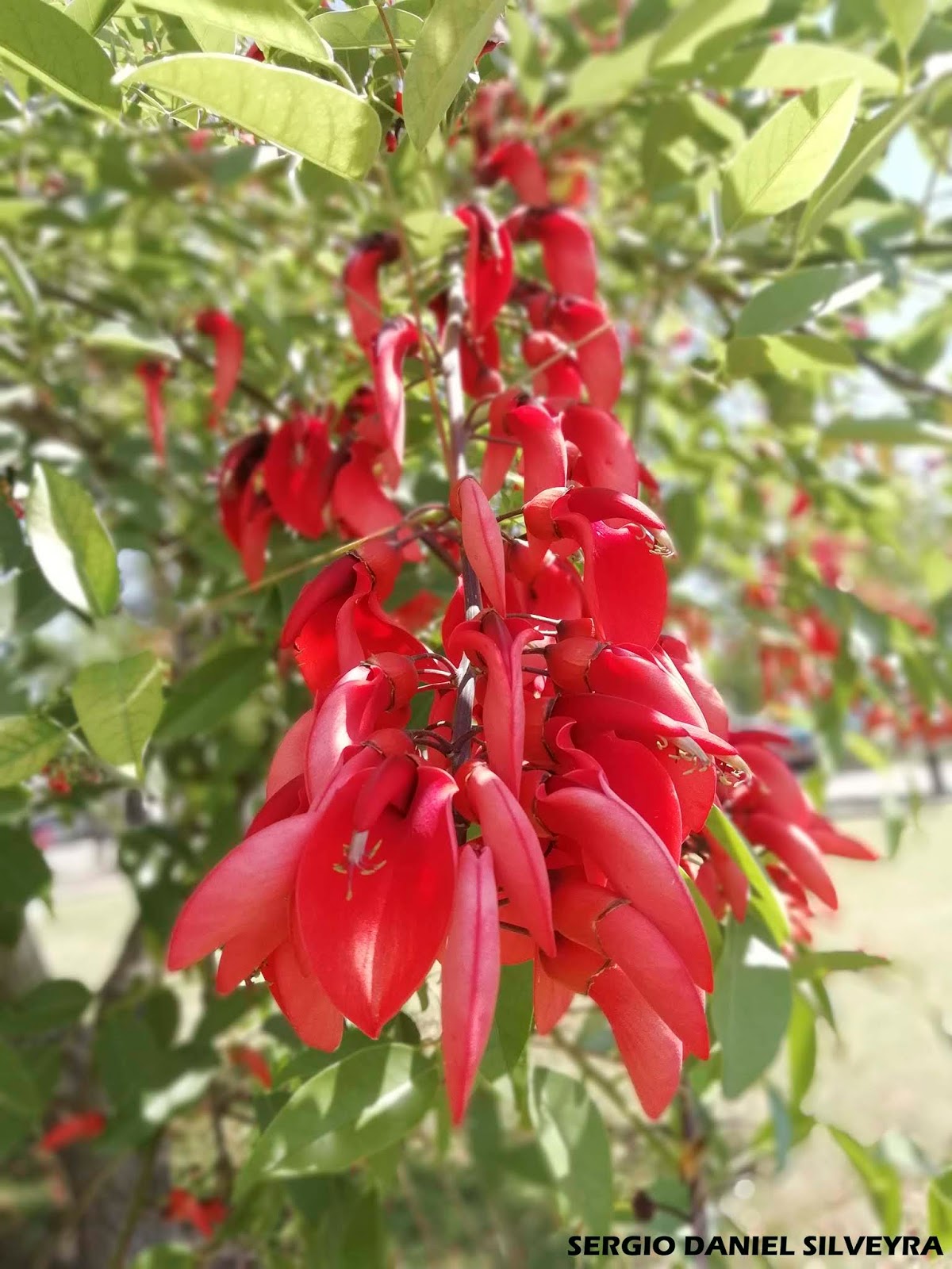 Flora Nativa de Entre Rios