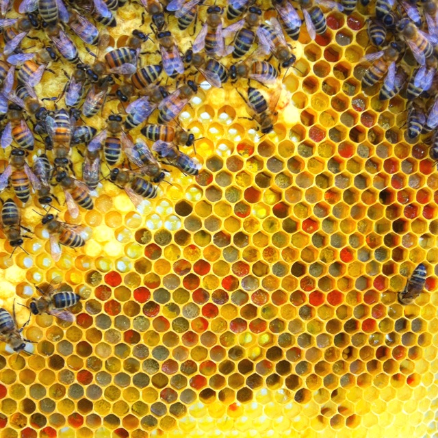 La Familia de la Apicultura - The Beekeeping Family: POLEN EN COLORES ...