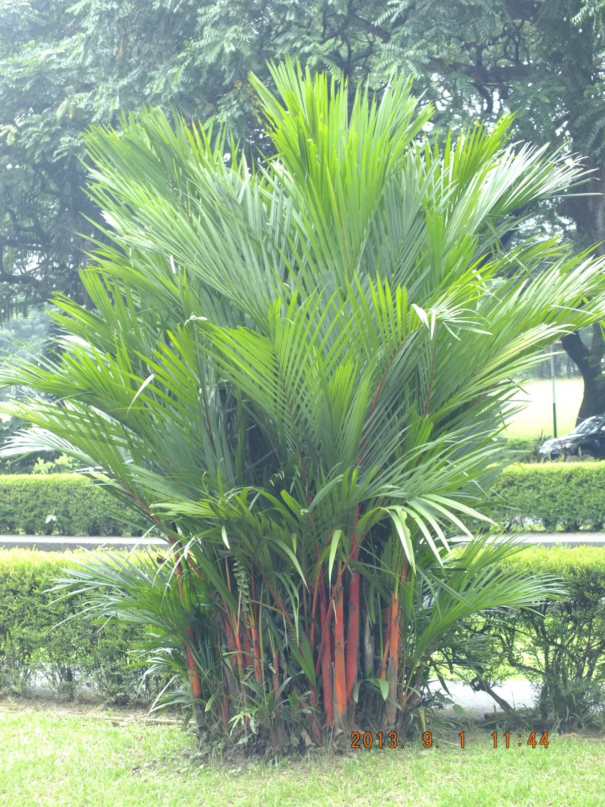 Photography with Dr. Ernie.: Lipstick or red stem palm, Cyrtostachys Renda.