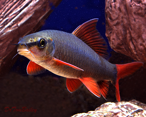 Funny Pictures Gallery: Rainbow shark fish, albino rainbow sharks, red ...