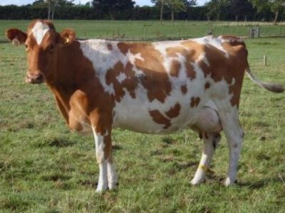 Australia’s Livestock Exporters Japan: All You Need To Know About ...