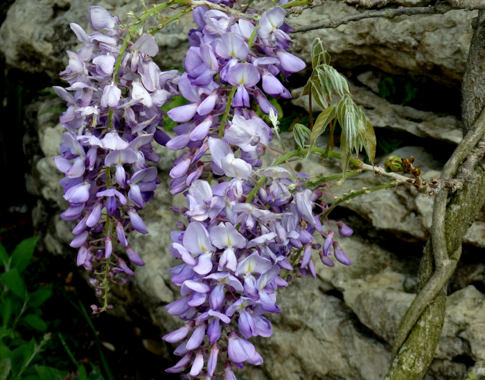 GLICINIA (Wisteria) Cómo conseguir una floración exuberante