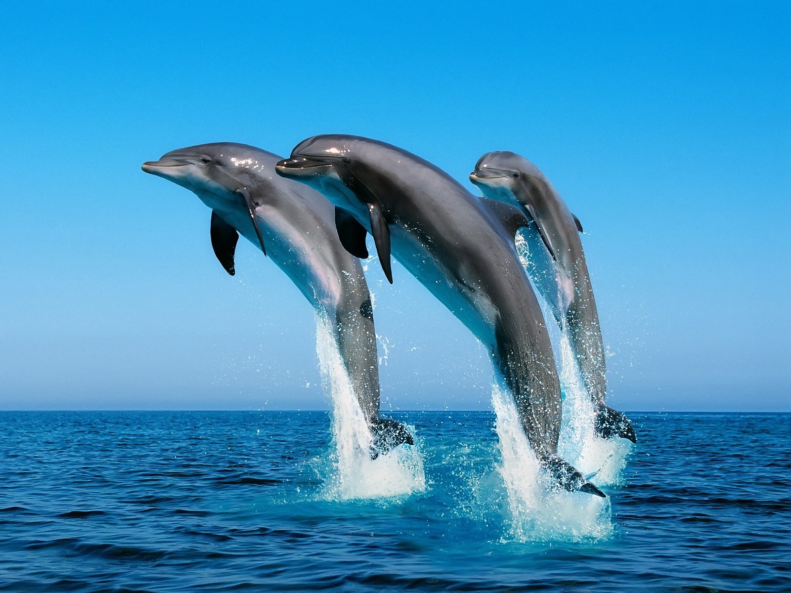 45LOVERS Bottlenose Dolphin Facts 45lovers-bottlenose-dolphin-facts