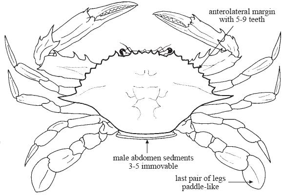 Portunidae, one step closer ~ Sari Laut