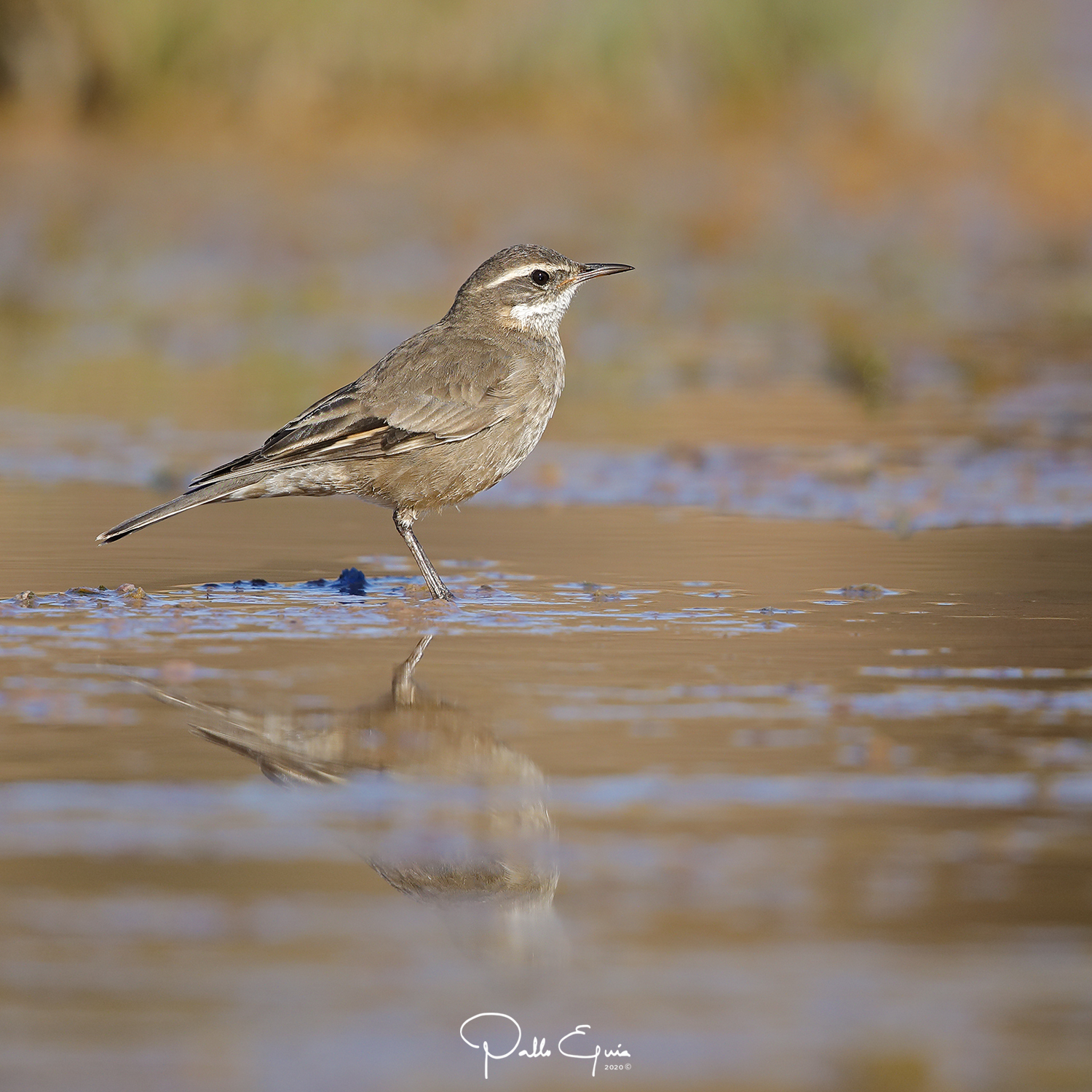 mis fotos de aves: Cinclodes fuscus Remolinera Parda Buff-winged Cinclodes