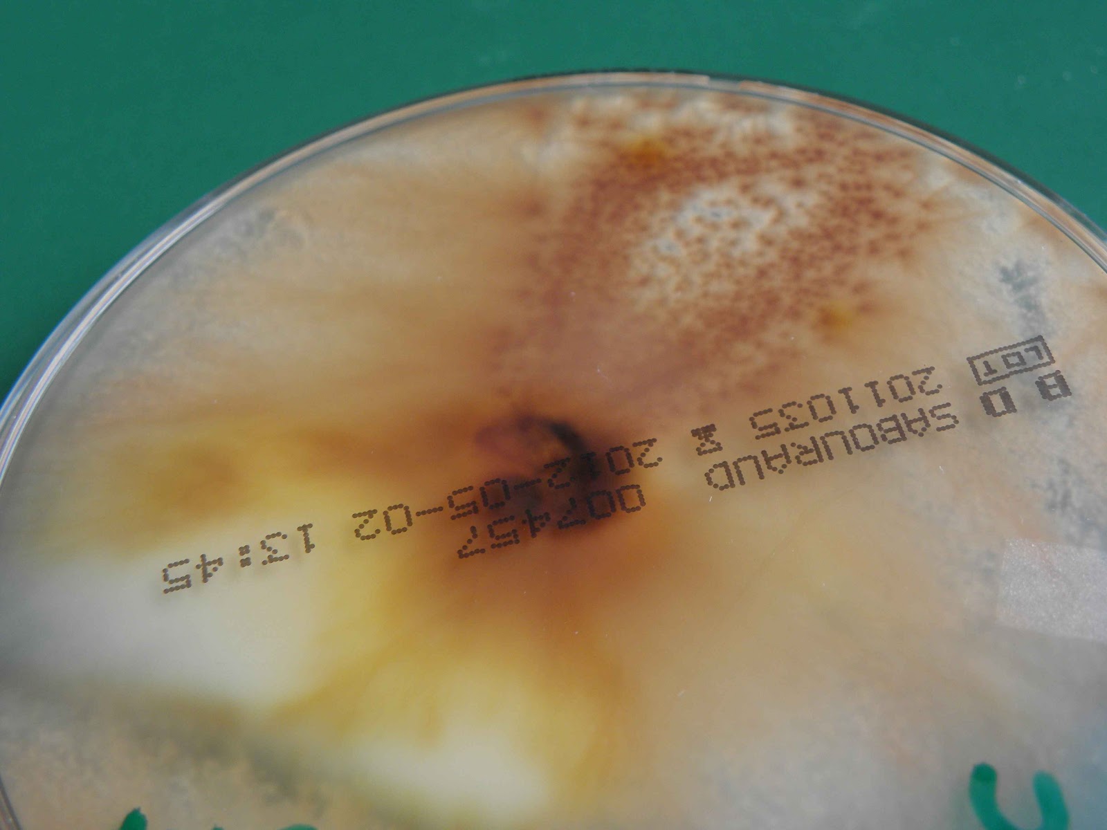 ATLAS MICOLOGIA: TRICHOPHYTON MENTAGROPHYTES