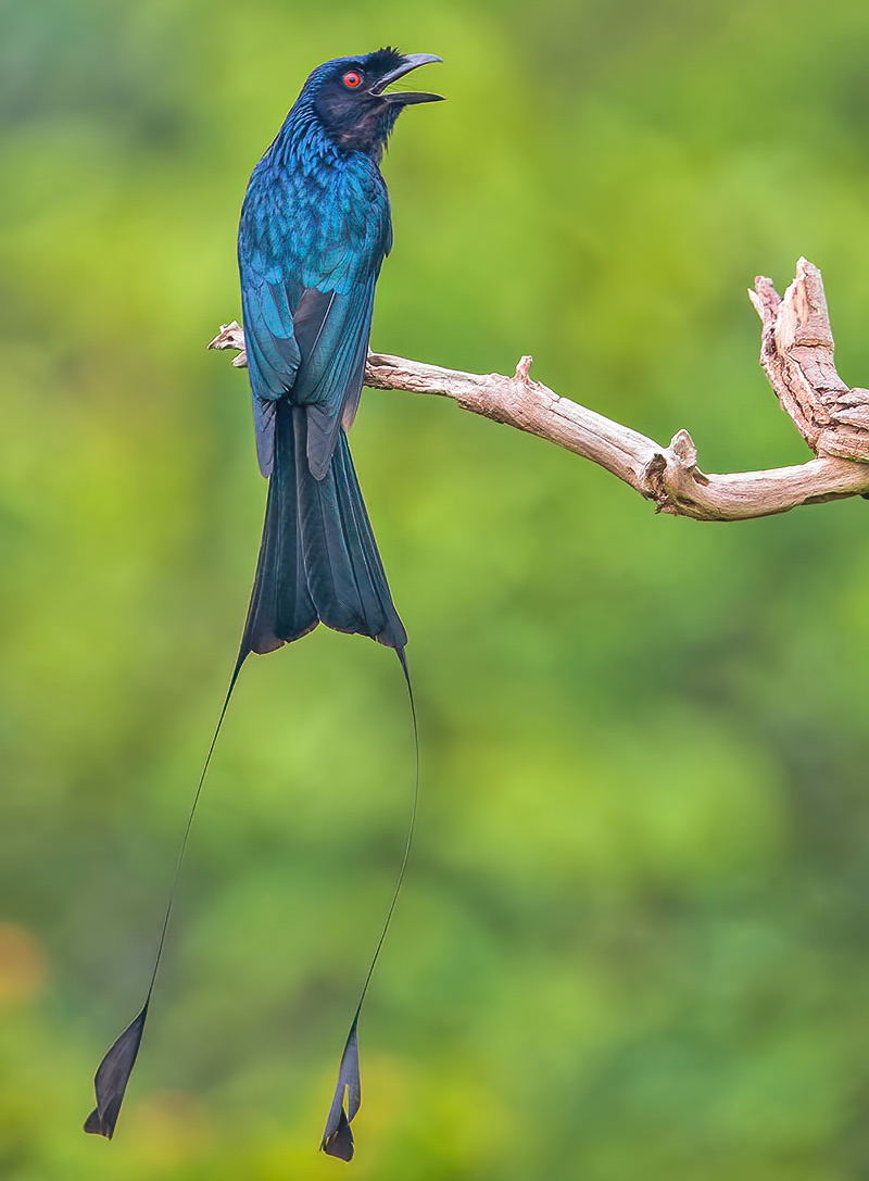 Greater Racket-tailed Drongos associating with Dusky Langurs