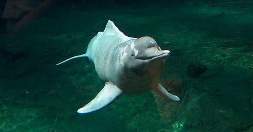 Características de los delfines de río Para saber más de animales Para ...