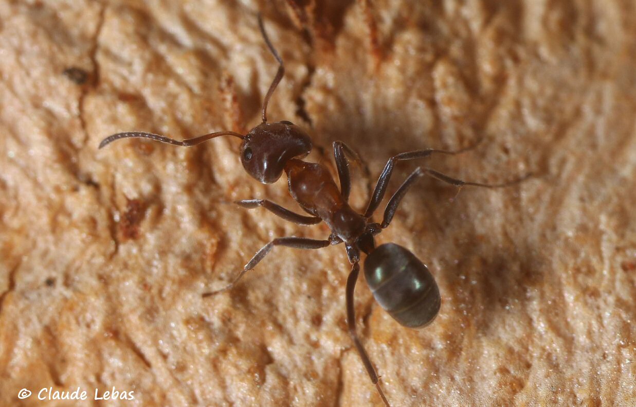 Fourmis d'Australie: Iridomyrmex rufoniger