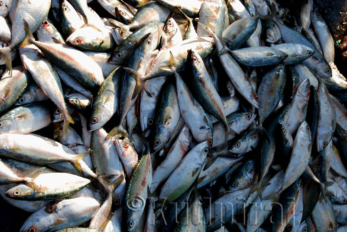 Kudpiraj's Garam Tawa: Fishing in Mangalore