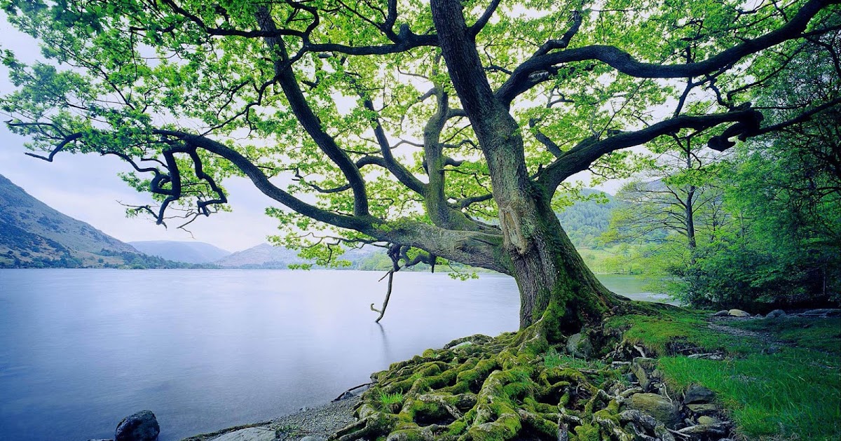 Materi 'Parts of Tree' (Bagian-Bagian Pohon) dan Soal Latihannya - SIAP ...