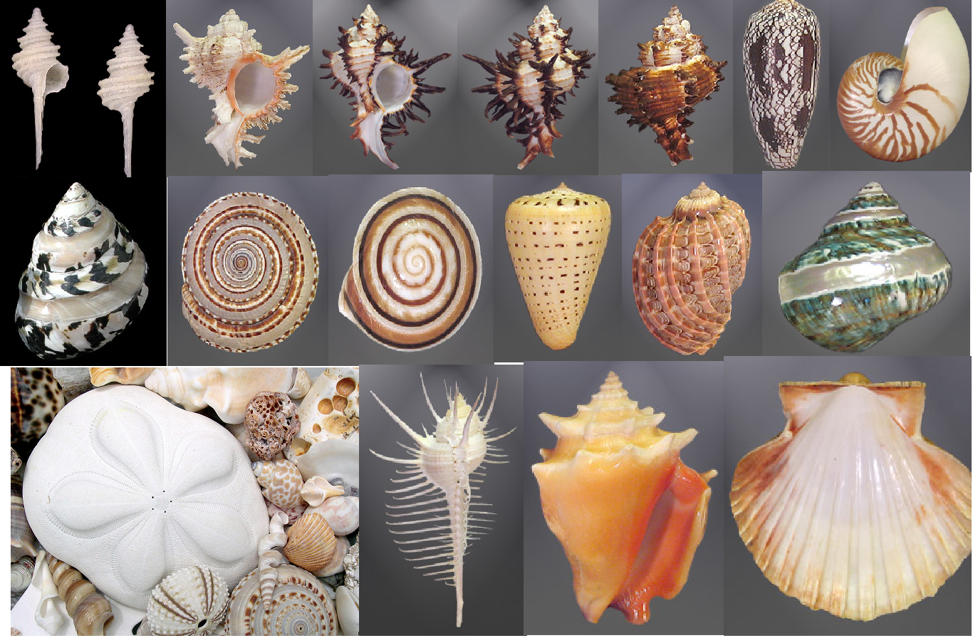 O mar... A minha coleção de conchas e búzios