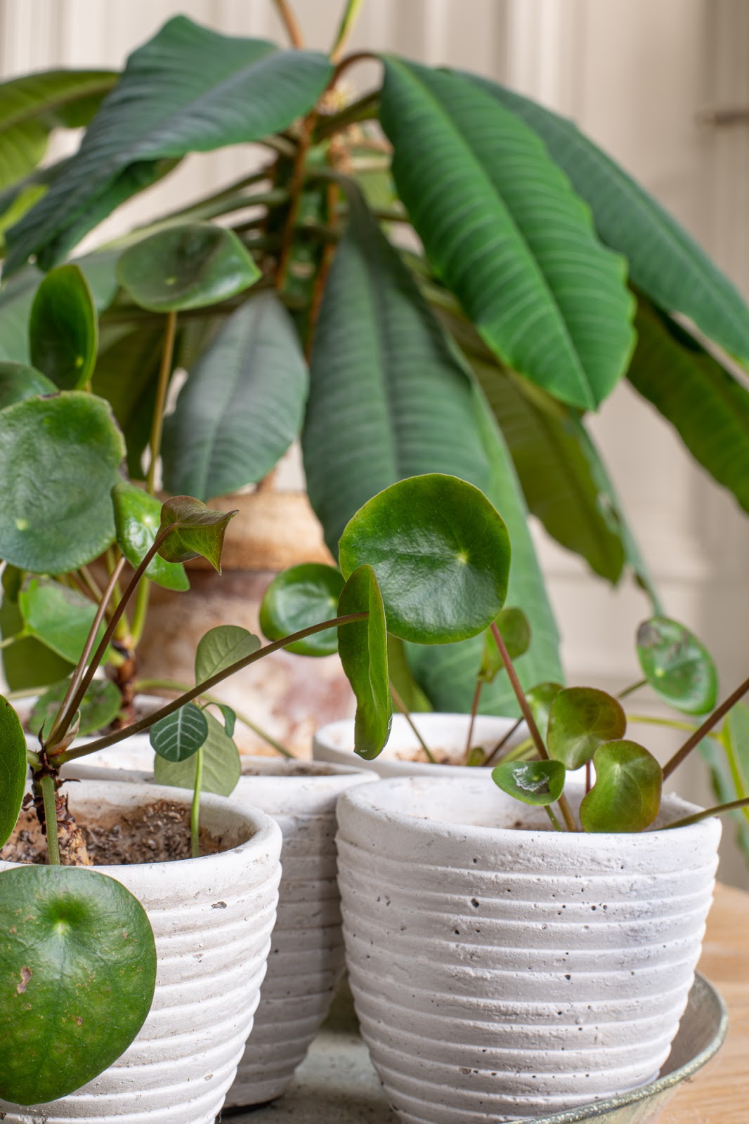 HERNEPENSASKUJANNE: Viherkasvit luovat mukavan kotoisaa tunnelmaa