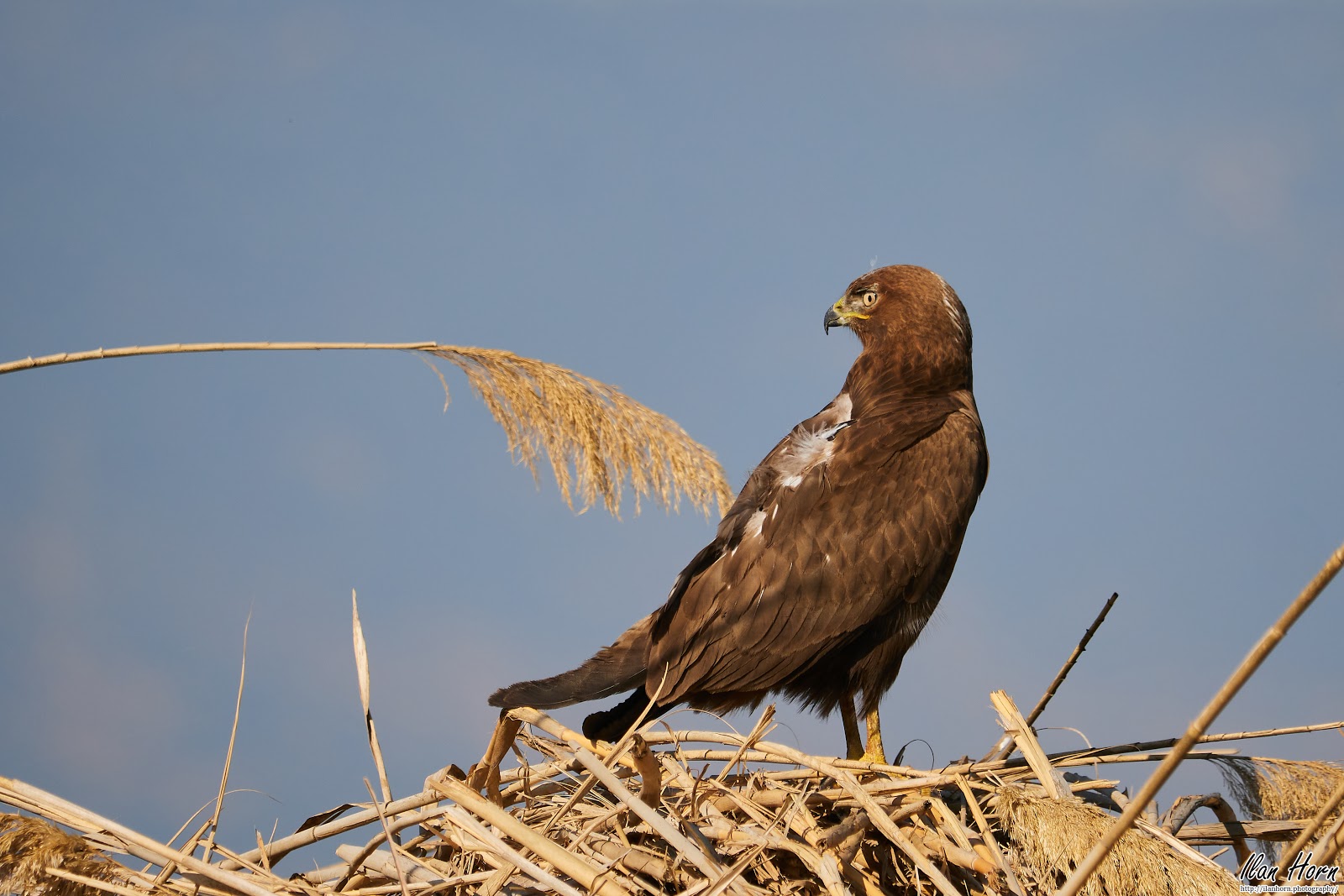 Lesser Spotted Eagle