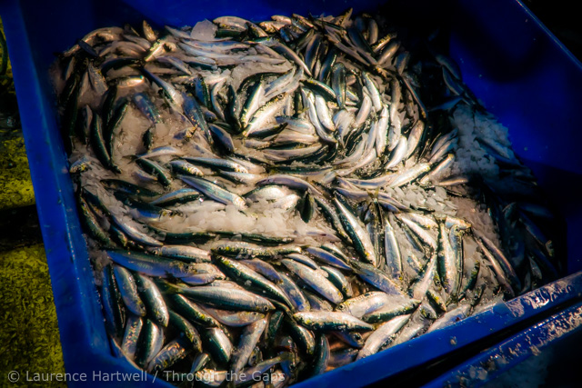 Through the Gaps! - Newlyn Fishing News: Sardine man Dan braves out ...