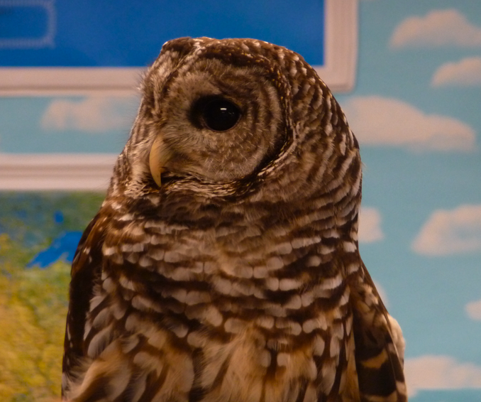 Mrs. Yollis' Classroom Blog: Wildlife Experience: Gopher Snake and ...