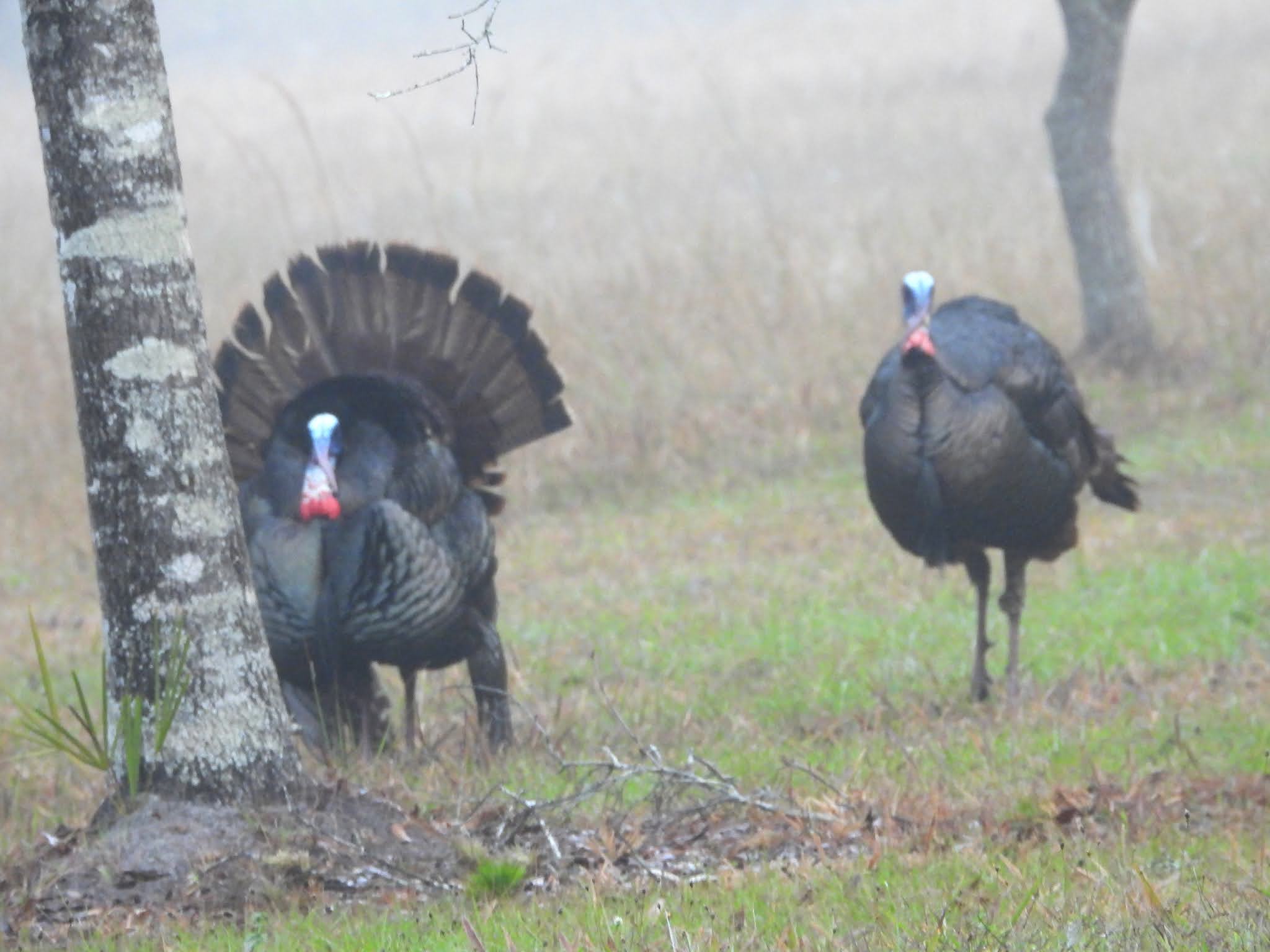 Bird & Travel Photos, Birding Sites, Bird Information: WILD TURKEYS ...