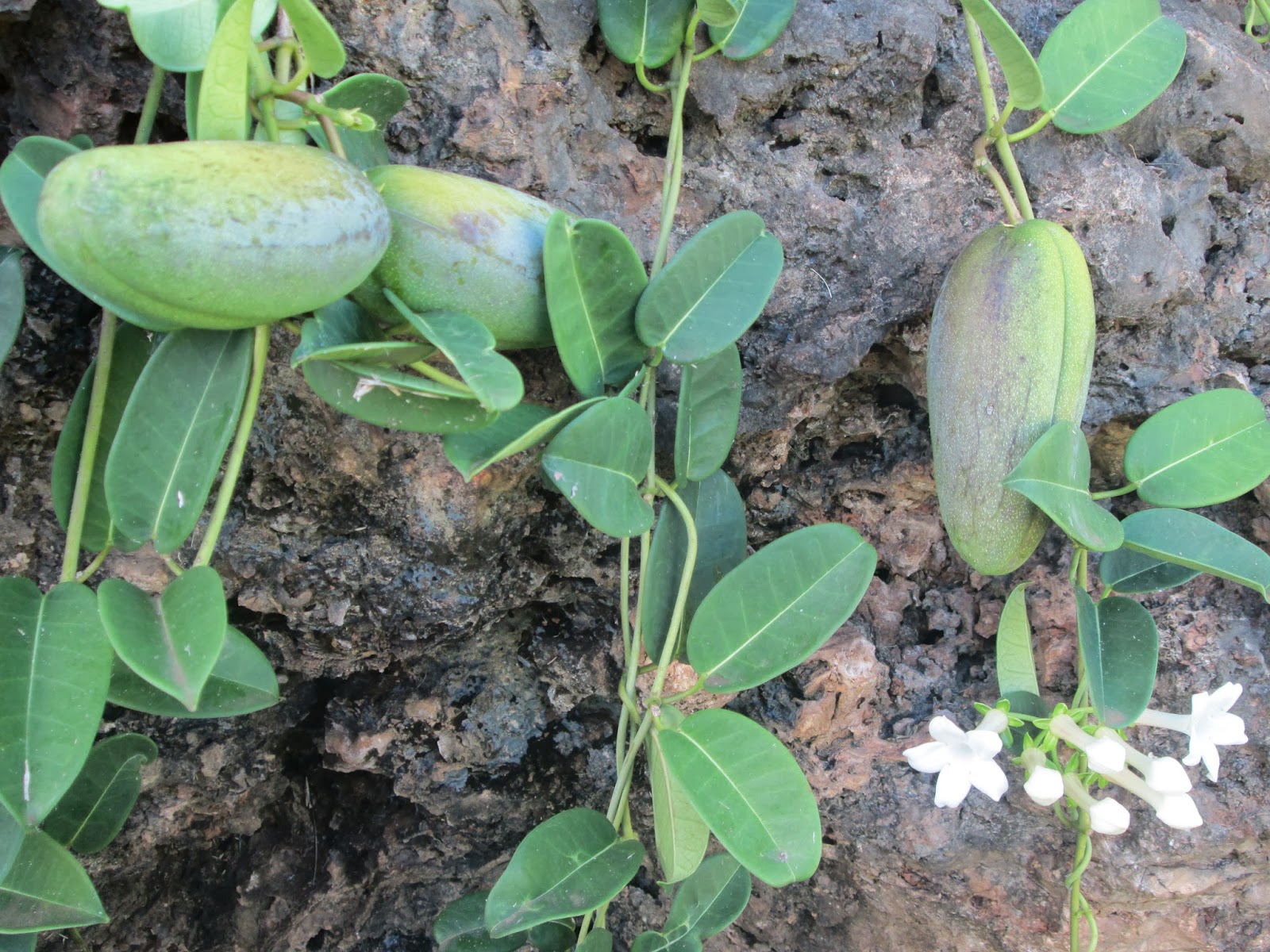 Garden Notes from Hawaii: STEPHANOTIS VINE (Stephanotis floribunda)