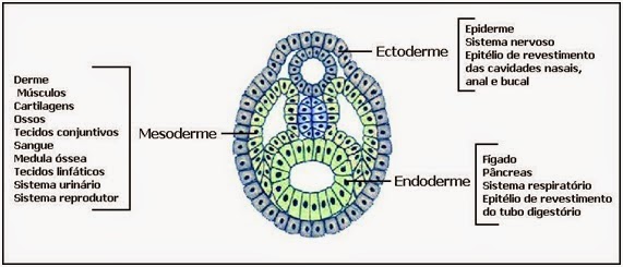 Embriologia: Folhetos Embrionários