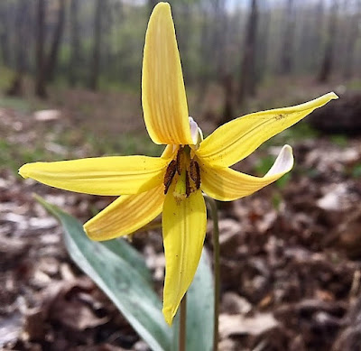 Native Bulbs for the Spring Habitat Garden