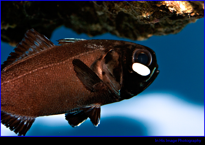Can't See? Just Use Your Handy Dandy Flashlight Fish! | Outdoors ...