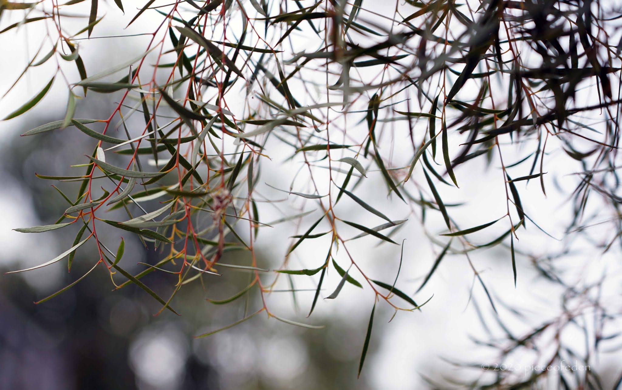 Eucalyptus 'Moon Lagoon' Five Years Later And Other Stuff