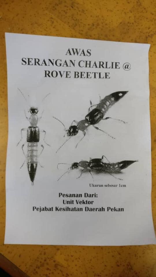 Bahaya serangan Semut Charlie!