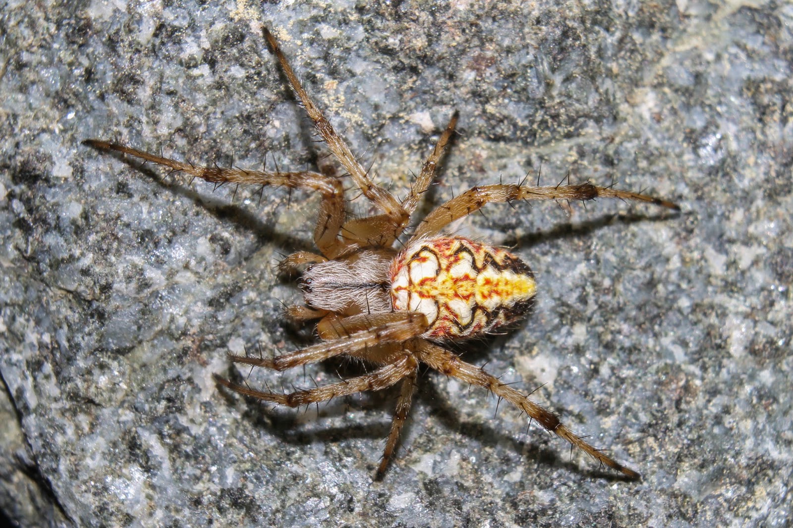 Biodiversity of Cyprus by NGO Protection of the Natural Heritage and ...