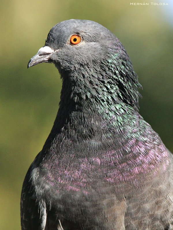 Aves de Argentina: Paloma casera (Columba livia)