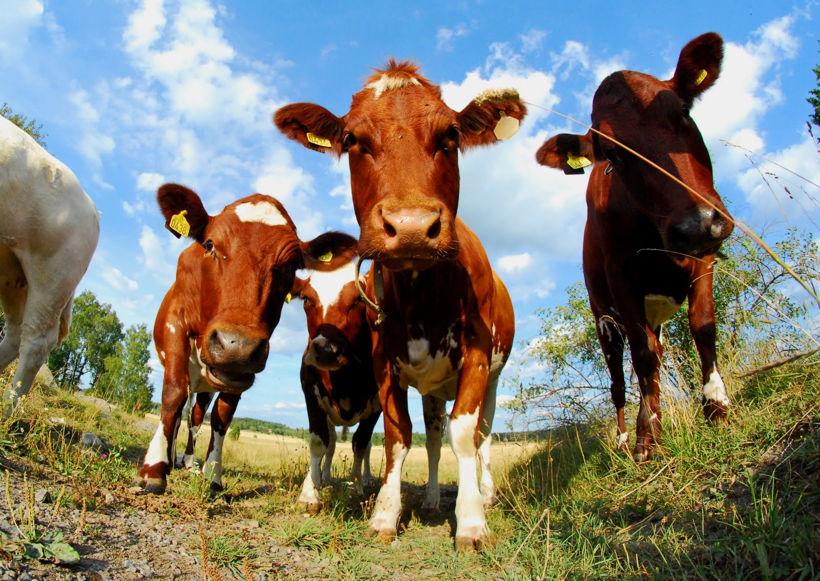 Emme MacDonald: Kossor och oväntat möte