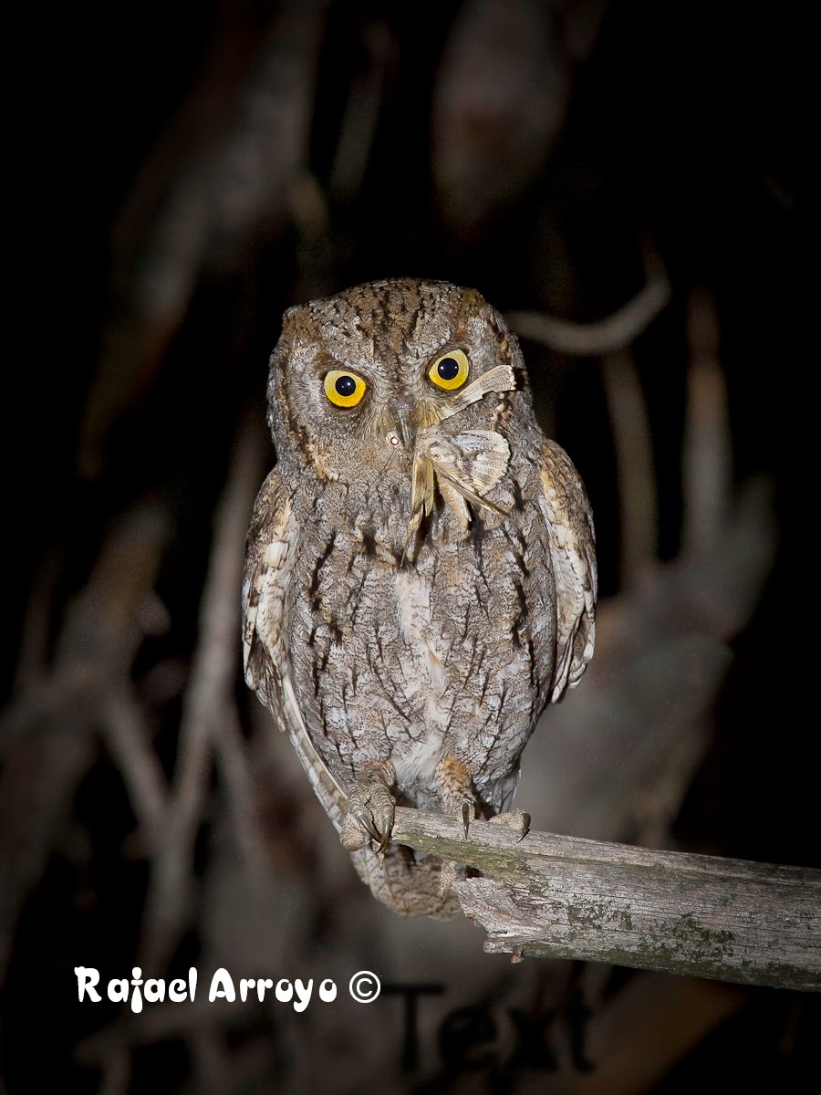 NATURALEZA EN LA COMARCA REQUENA-UTIEL. CAMPEANDO CON MI CAMARA ...
