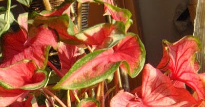 Plant's the soul of your flat: How to wake a Caladium: an Elephant ear ...