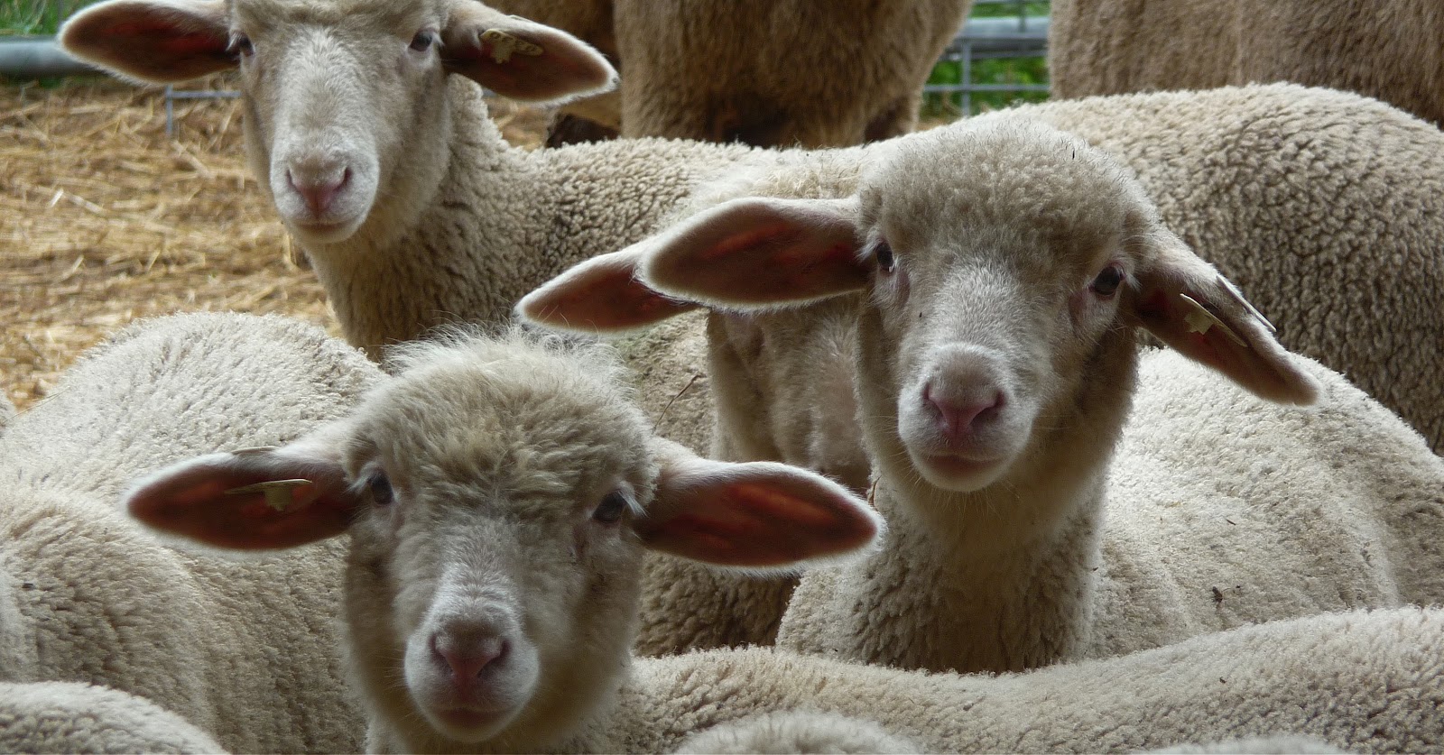 Wild Rose Farm: Lambs Hanging Out ......