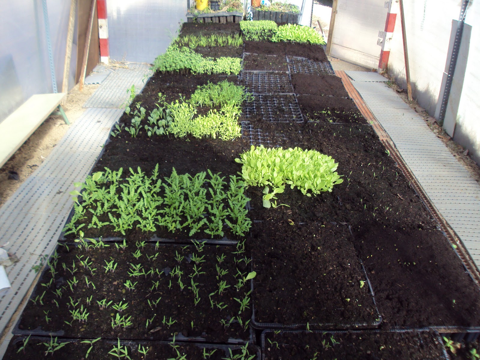 GERMINAN LAS SEMILLAS | En torno al huerto.