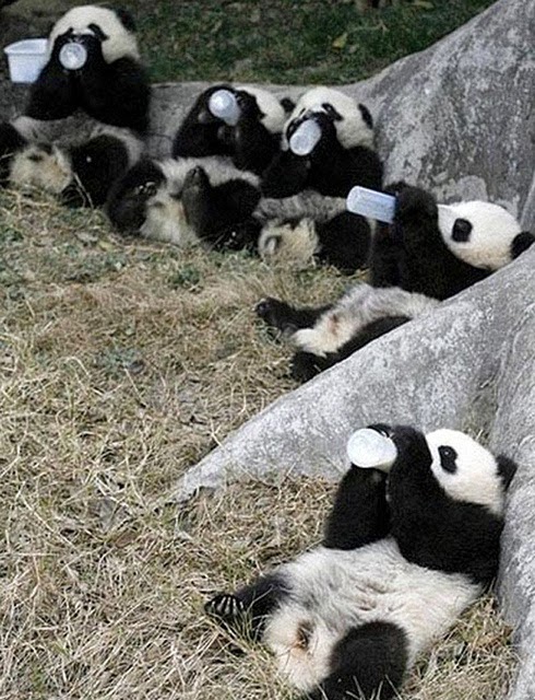 Imagenes osos panda: Imagen varios ositos panda tomando leche en tetero ...