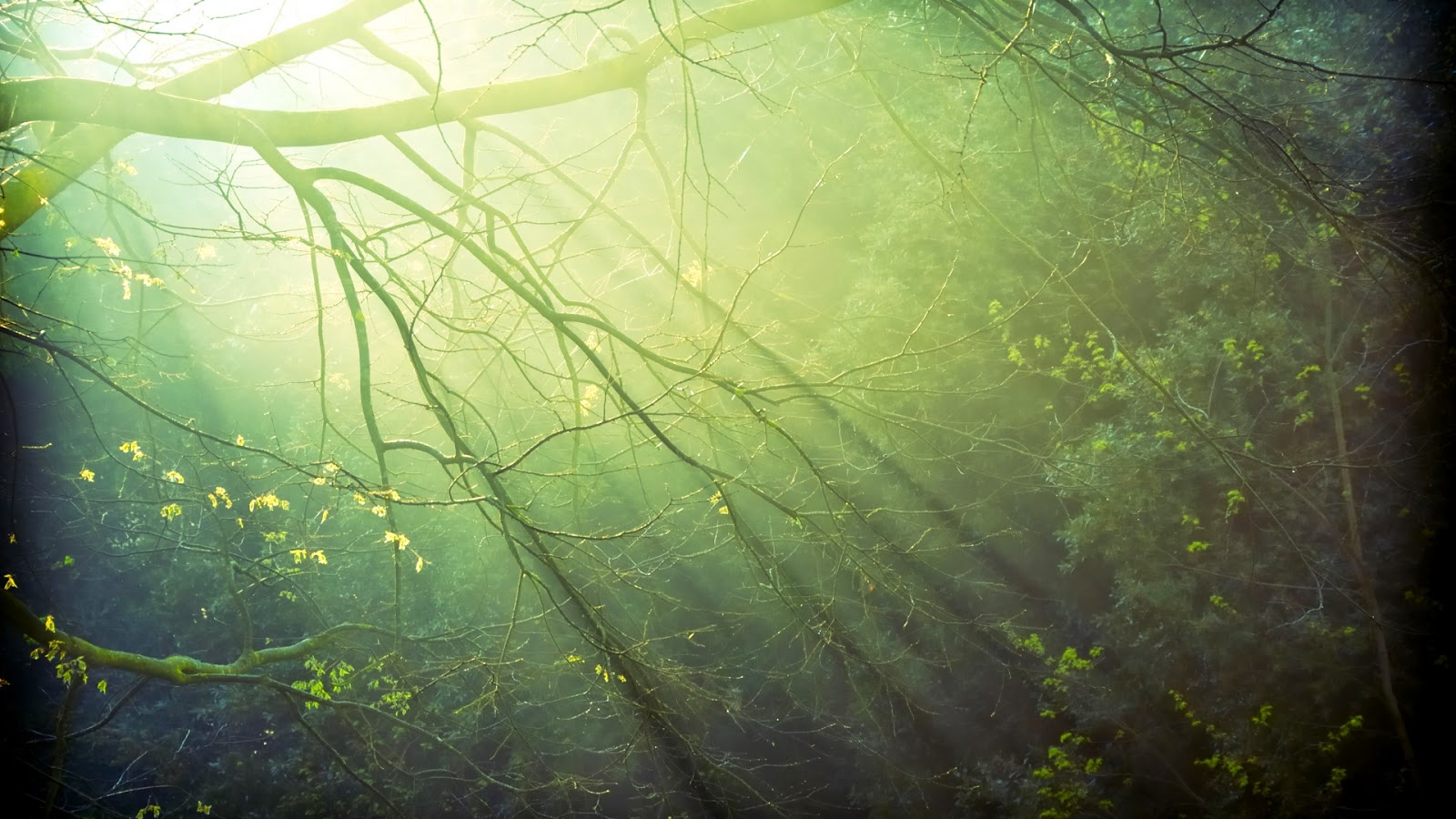 Lichtstraal in het groene bos